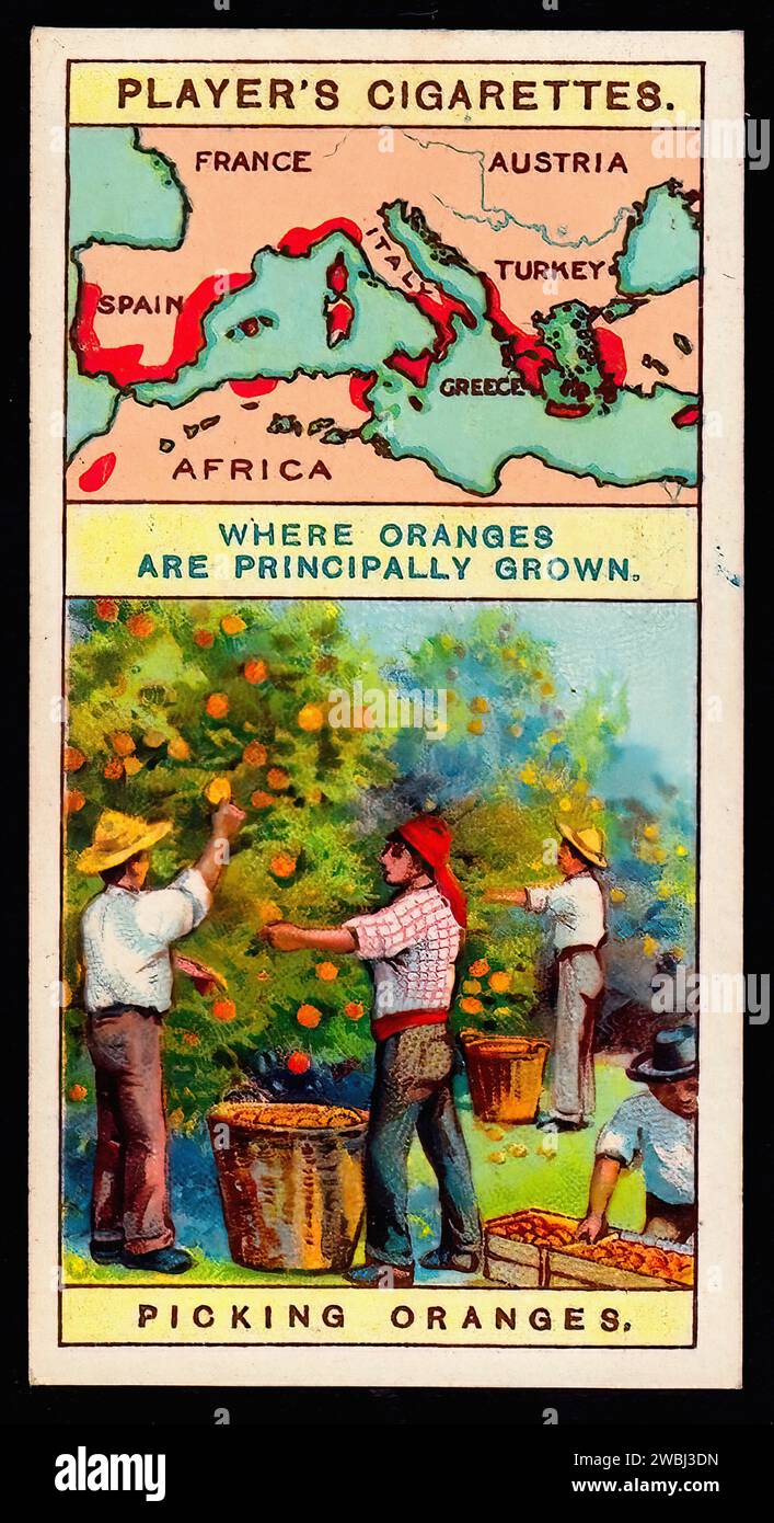 Where Oranges Are Principally Grown - Vintage Cigarette Card ...