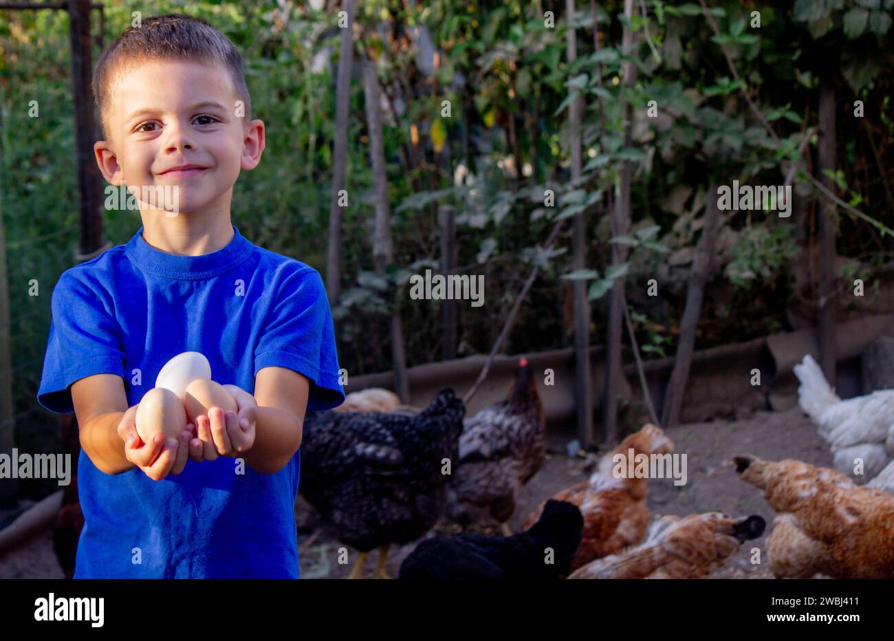 Close-up of little farmer boy showing fresh eggs laid by organically ...