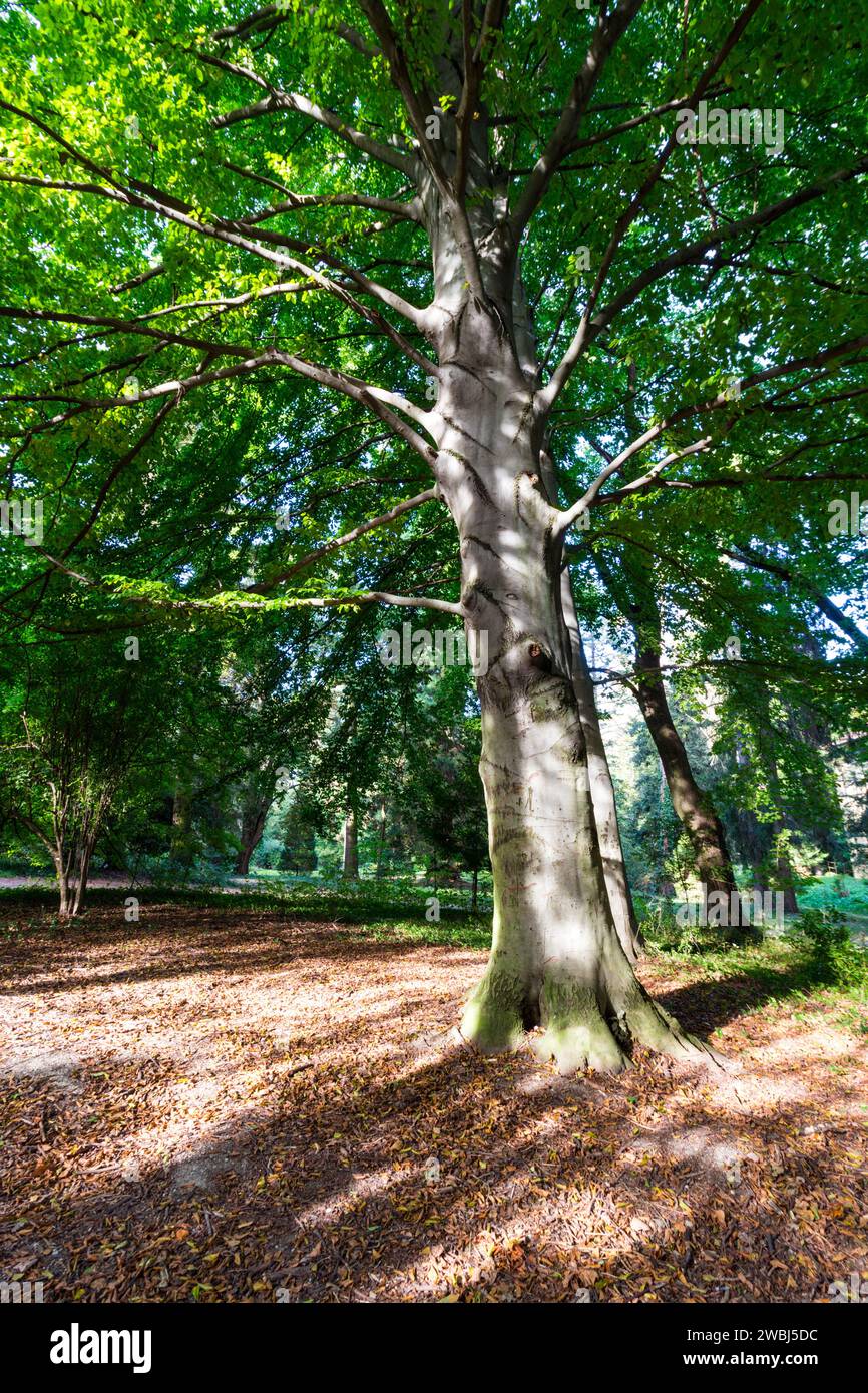 European beech (Fagus sylvatica) tree in Botanic garden of Sopron ...