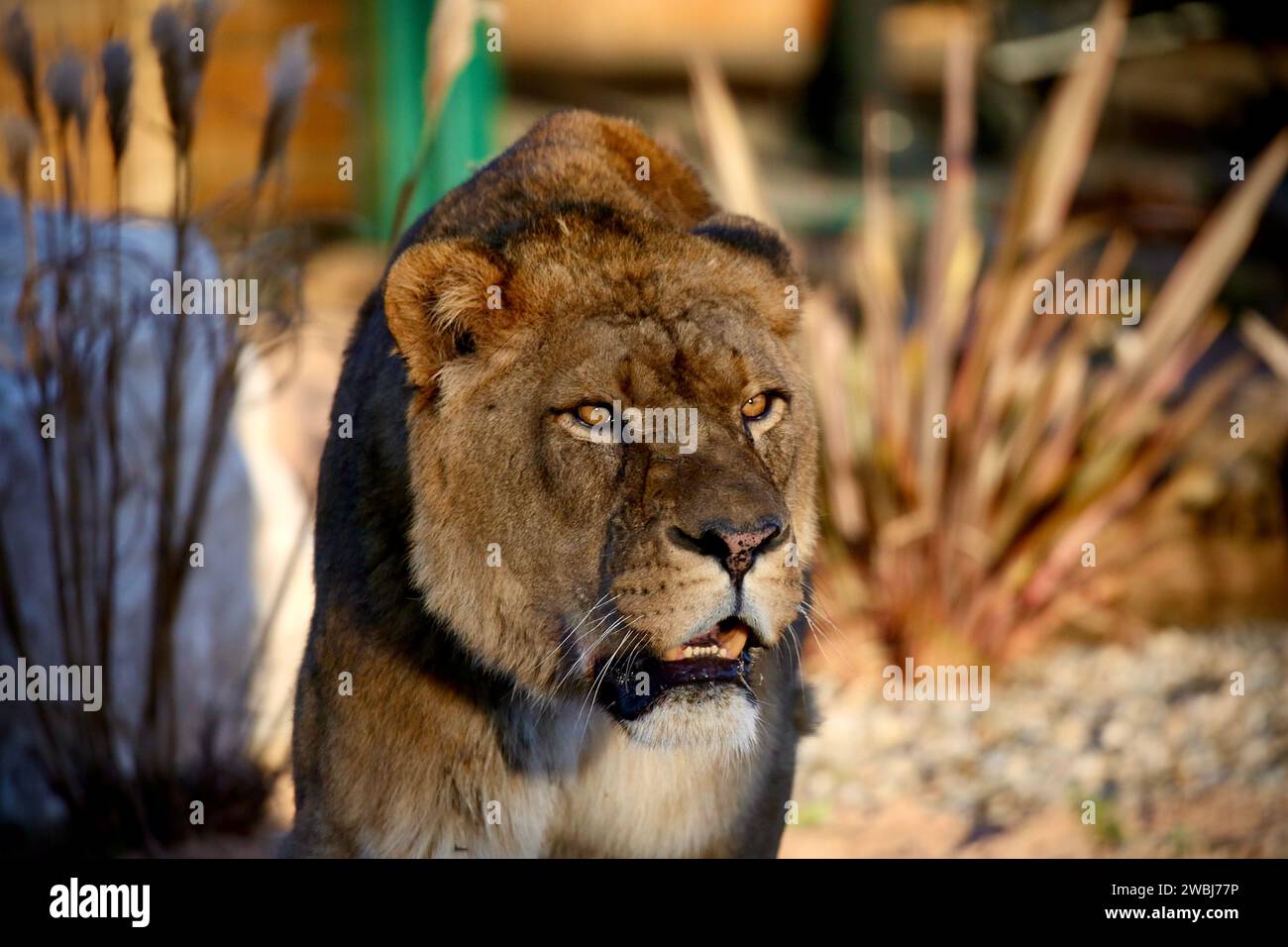Carnivorous lion hi-res stock photography and images - Alamy