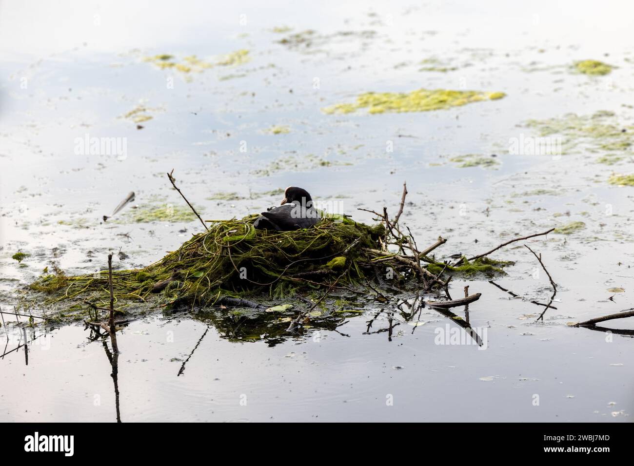 Hints of aquatic vegetation hi-res stock photography and images - Alamy