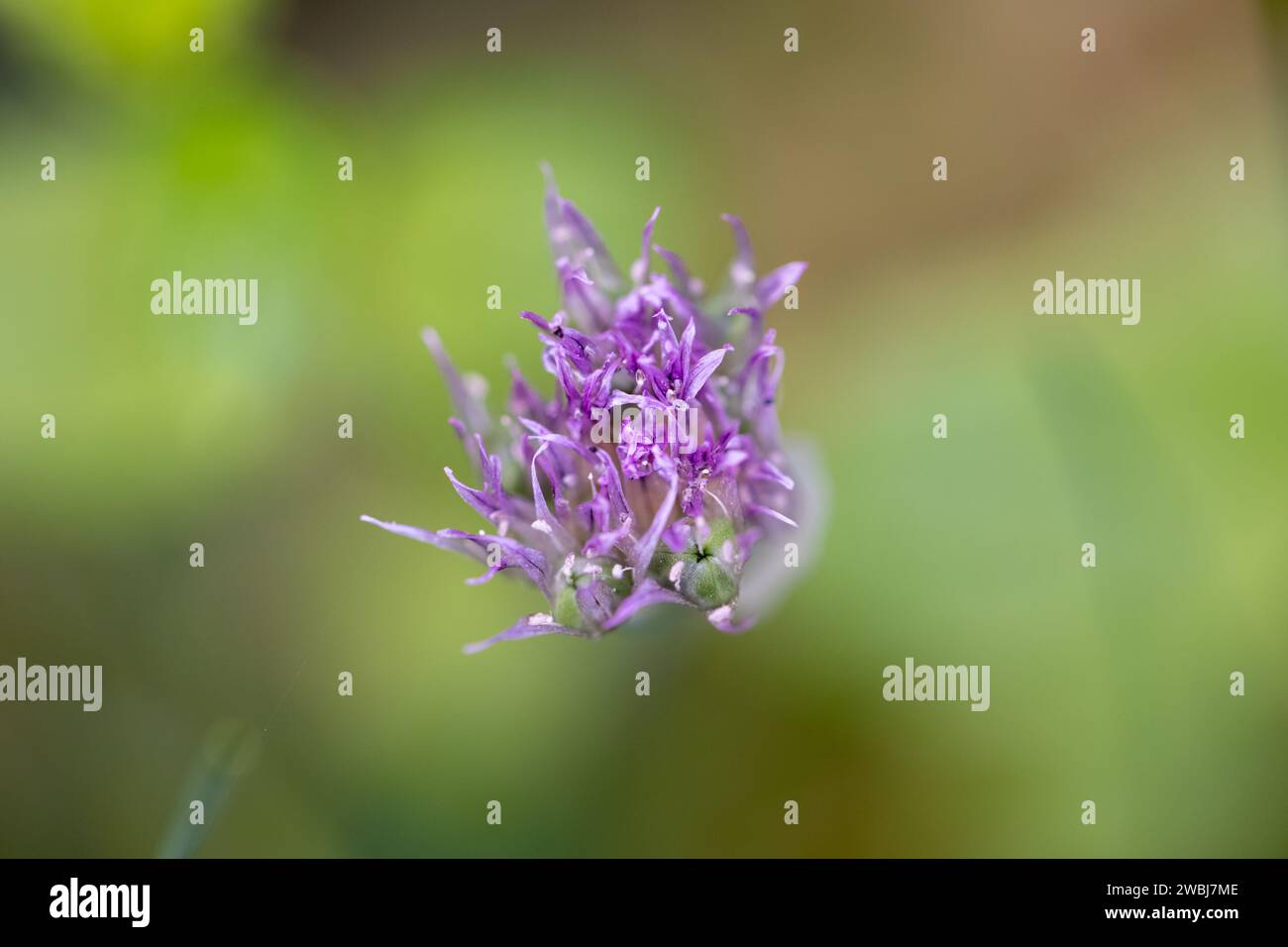 Plants intricate flowering cluster hi-res stock photography and images ...