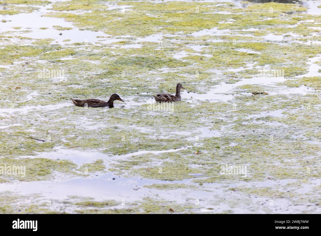 Navigating wetland environments hi-res stock photography and images - Alamy