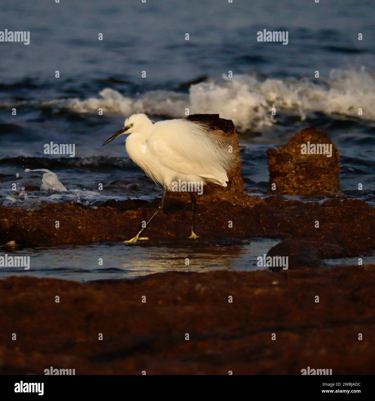 A white heron walks on porous rocks. Thin feathers of his wings are ...