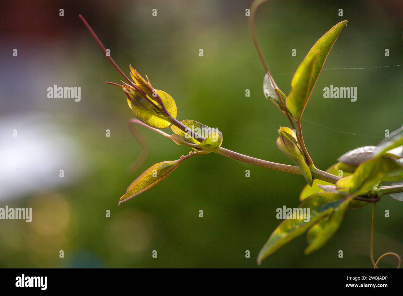 Root system hints hi-res stock photography and images - Alamy
