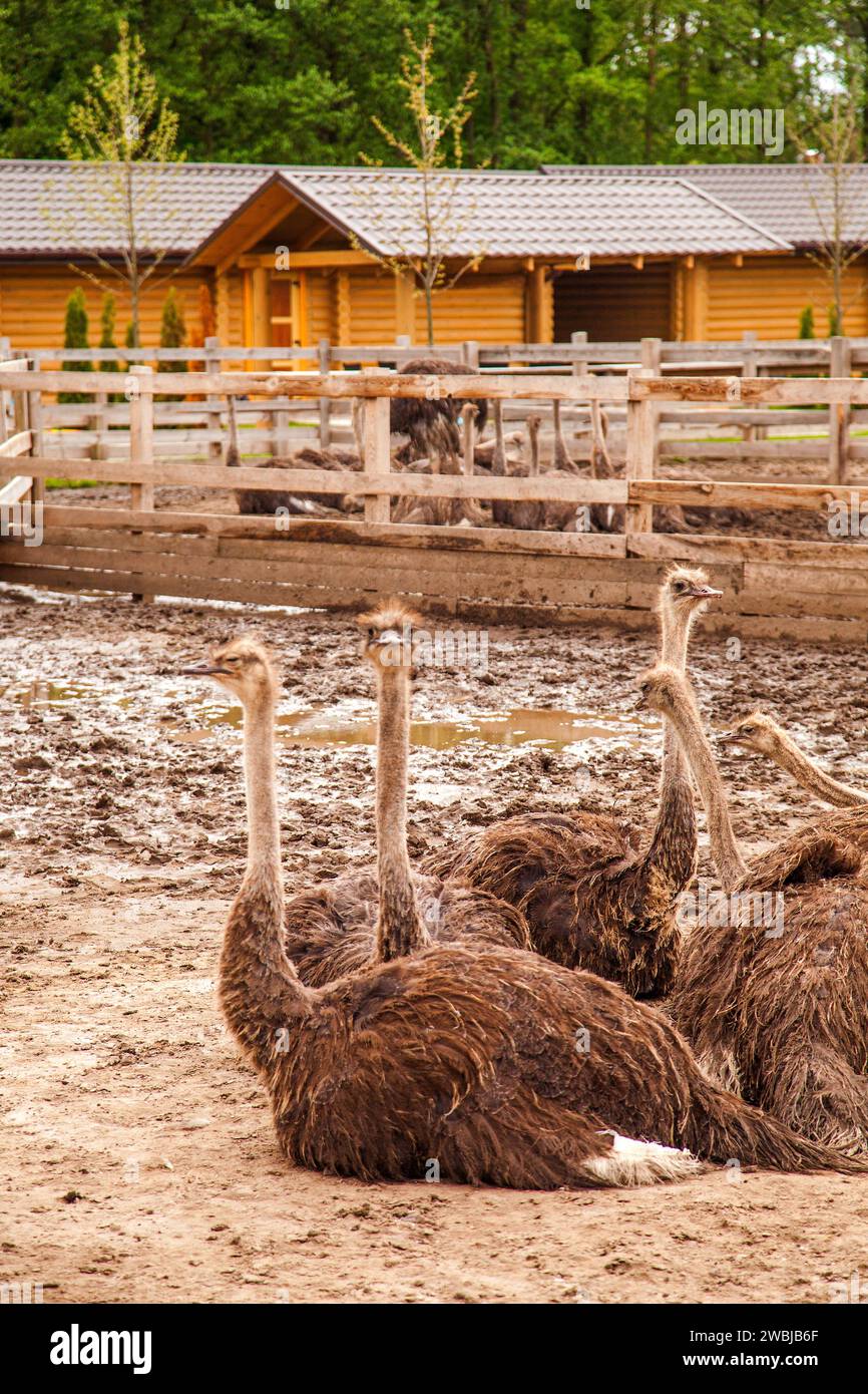 Common Ostrich - Struthio camelus is a species of flightless bird ...