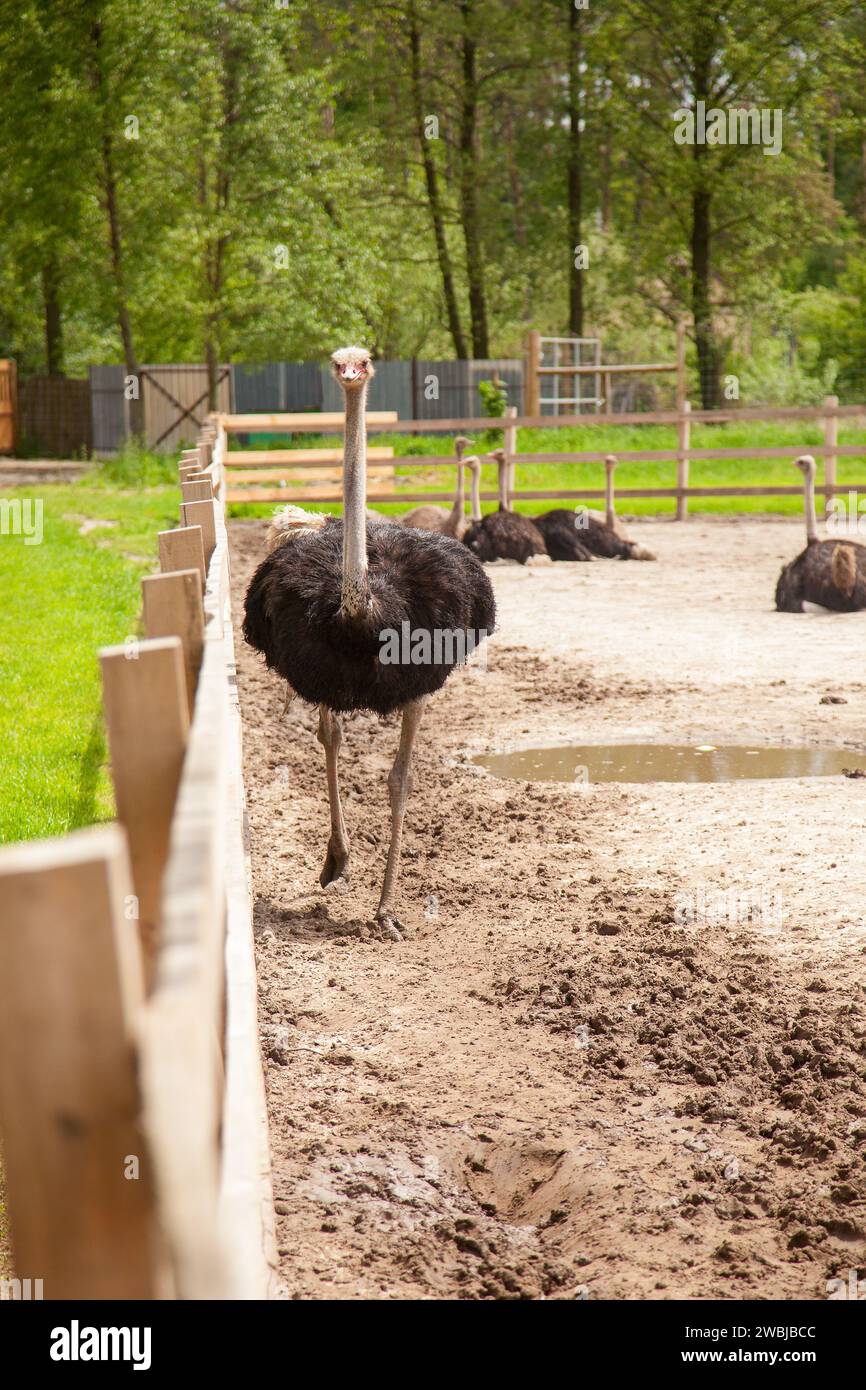 Common Ostrich - Struthio camelus is a species of flightless bird ...