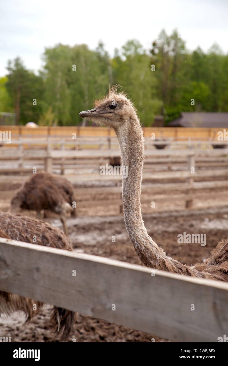Close up view of Common Ostrich - Struthio camelus is a species of ...