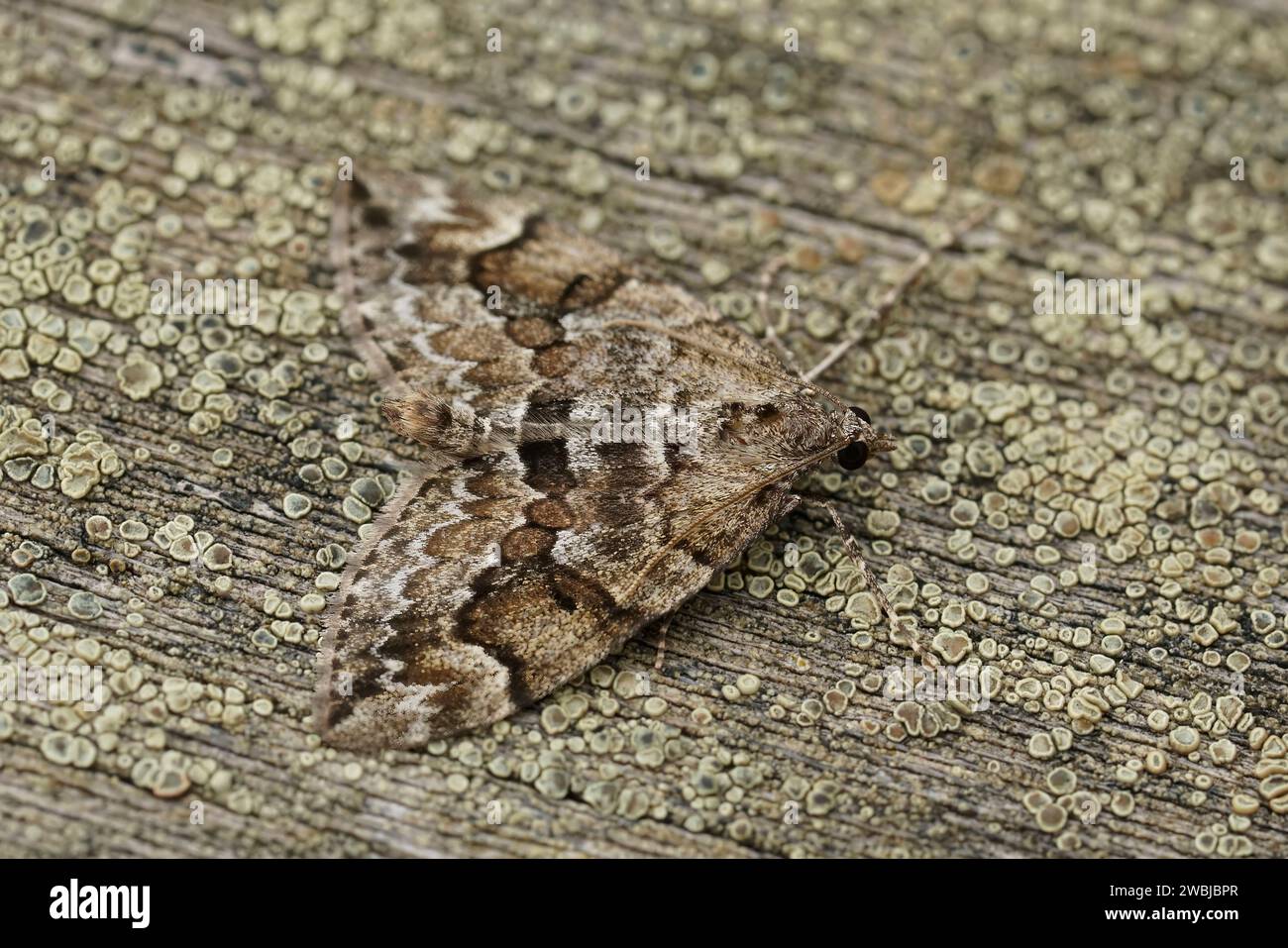 Thera variata hi-res stock photography and images - Alamy