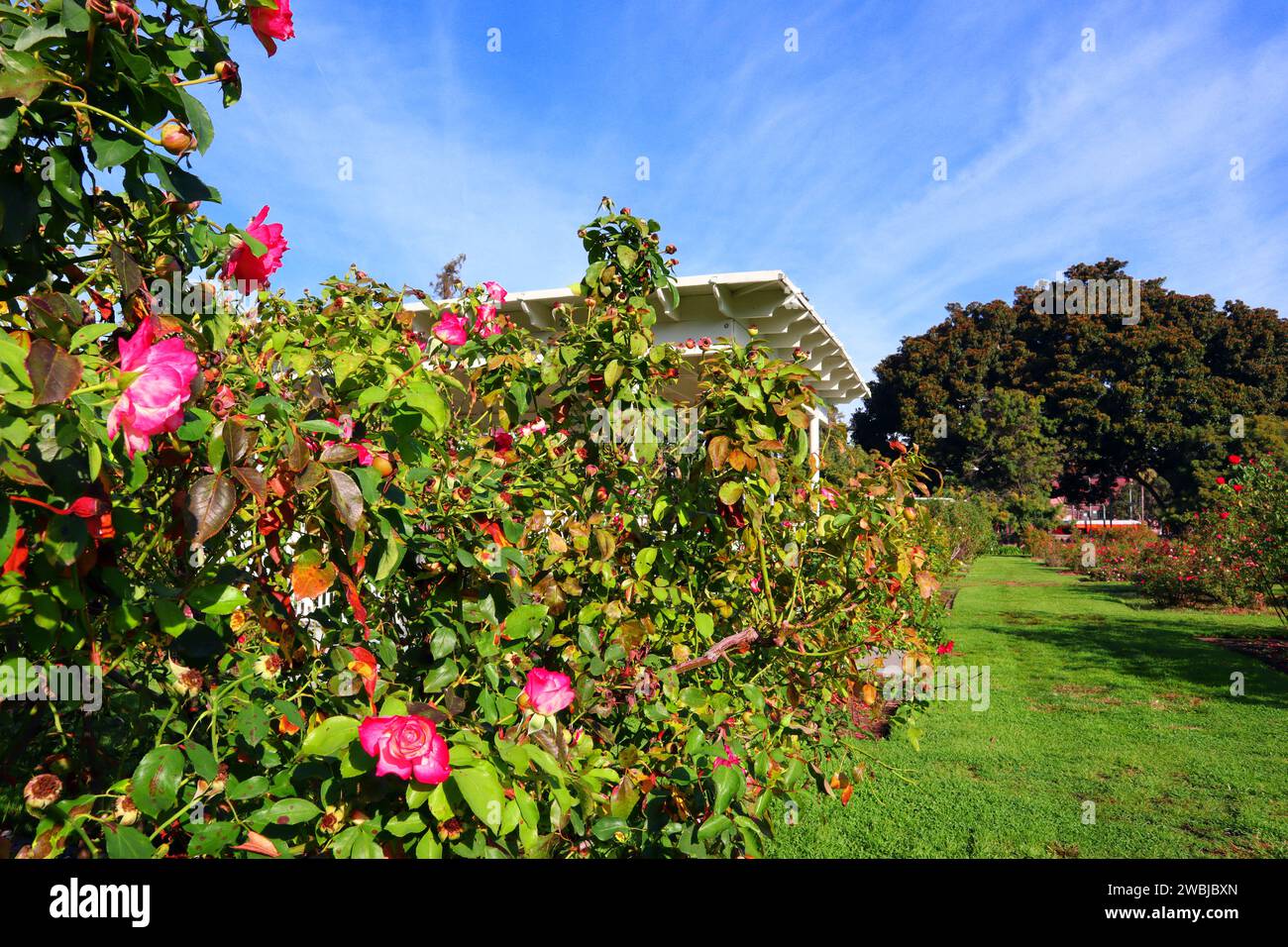 Los Angeles, California: Exposition Park Rose Garden at 701 State Dr ...
