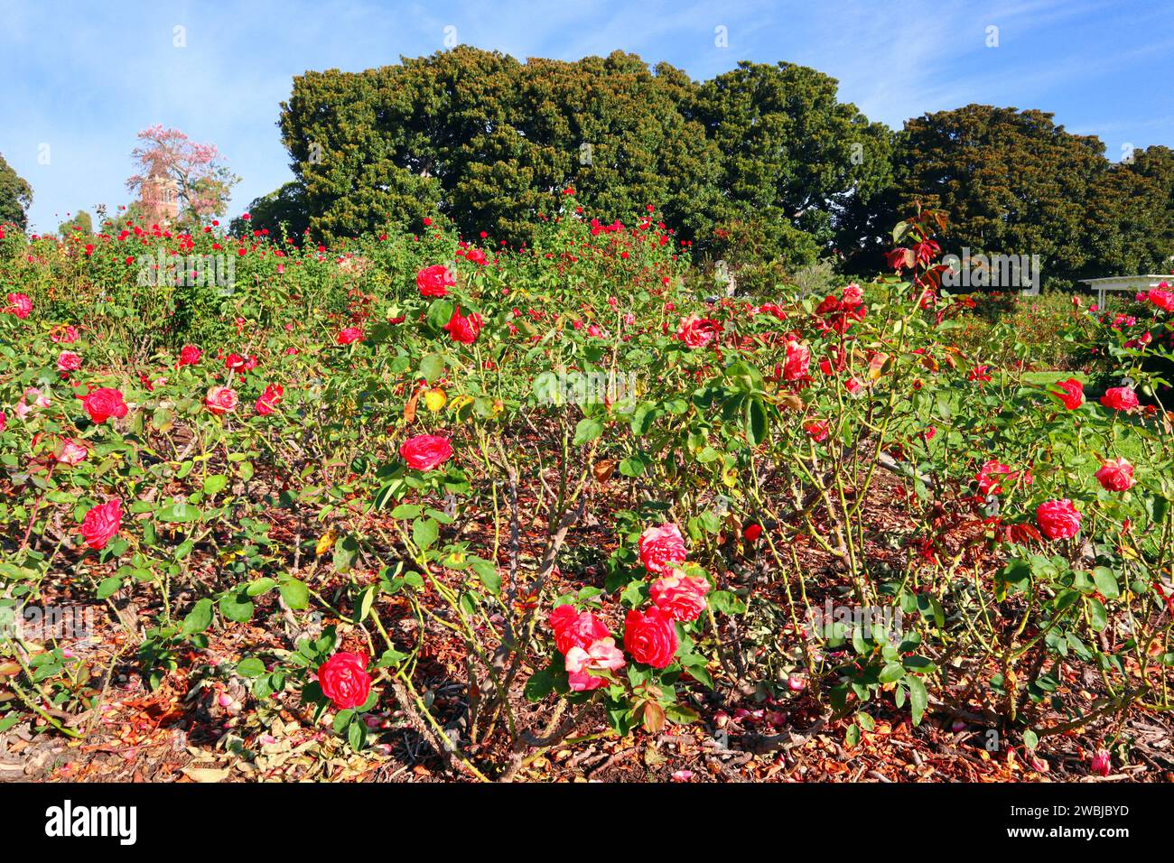 Exposition park rose garden los angeles hi-res stock photography and ...