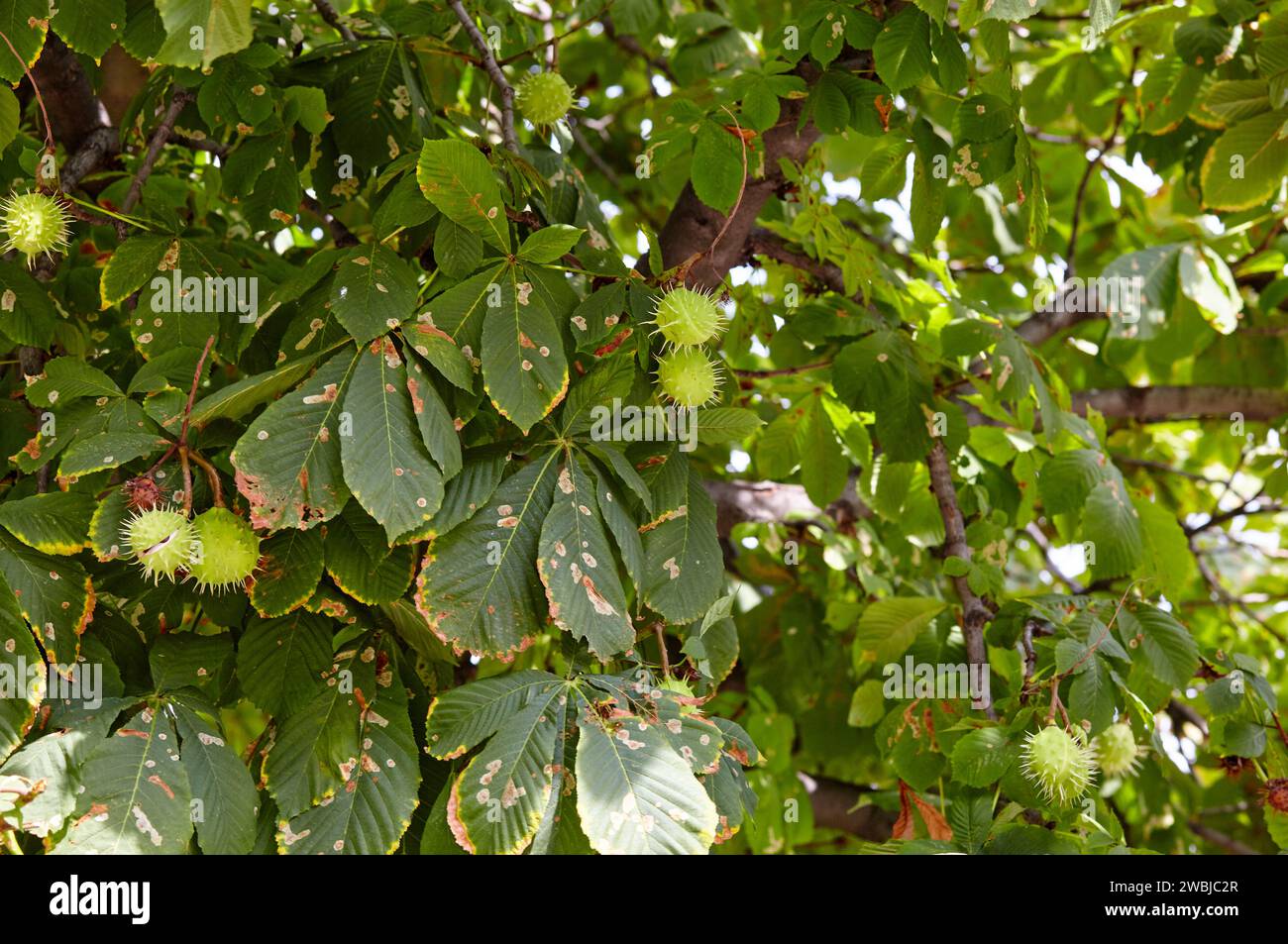 Abstract image of ripe chestnut in autumn park. Horse-chestnuts on ...
