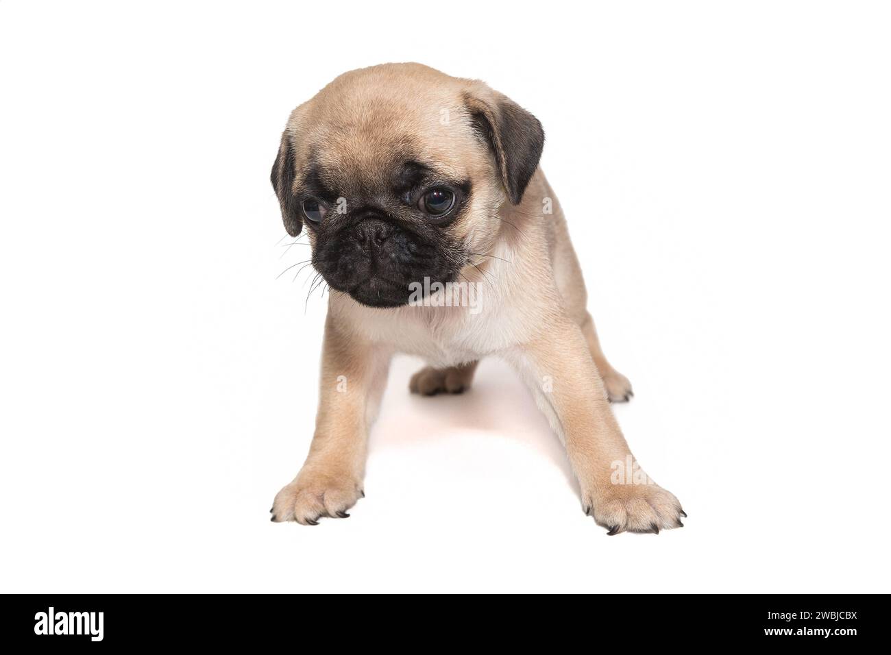 Puppy of a beige pug, age one and a half months, he stands. Isolated on ...