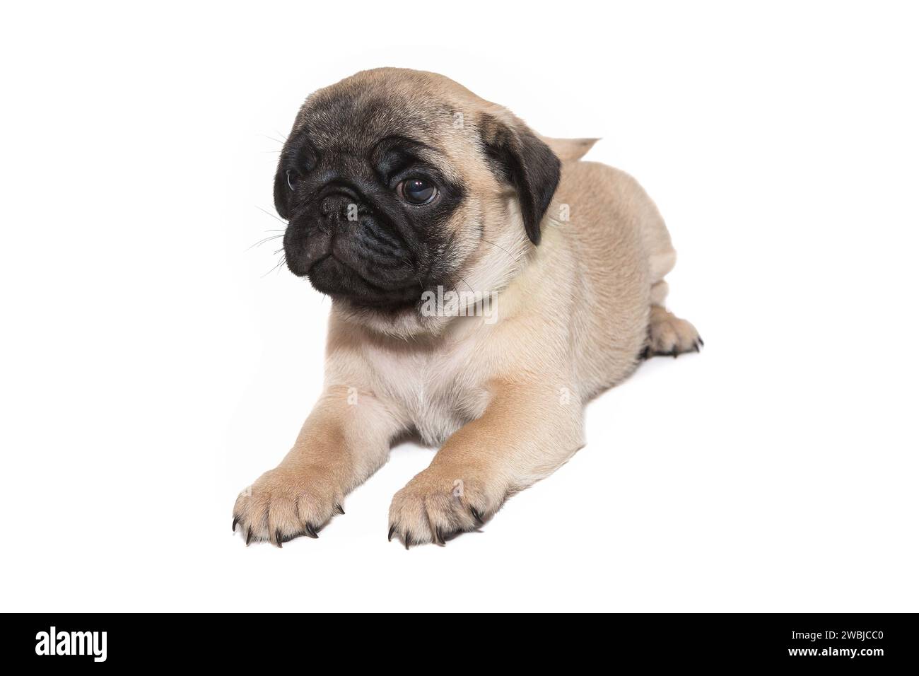 Beige pug puppy with a black muzzle, aged one and a half months, lies ...