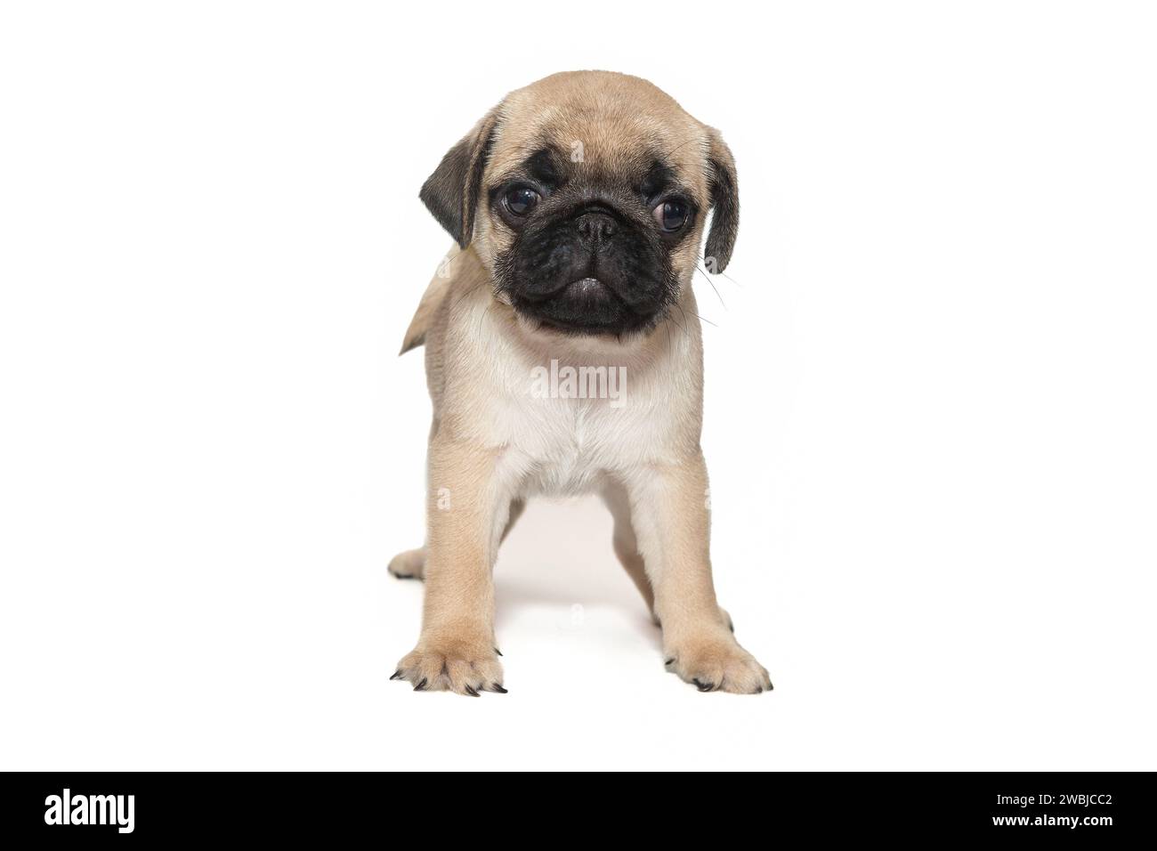 Puppy of a beige pug, age one and a half months, he stands. Isolated on ...