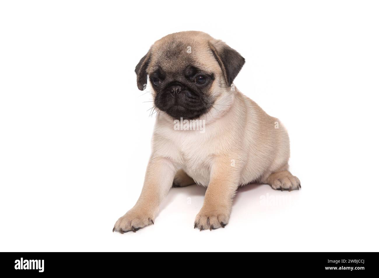 Beige pug puppy with a black muzzle, age one and a half months, sitting ...