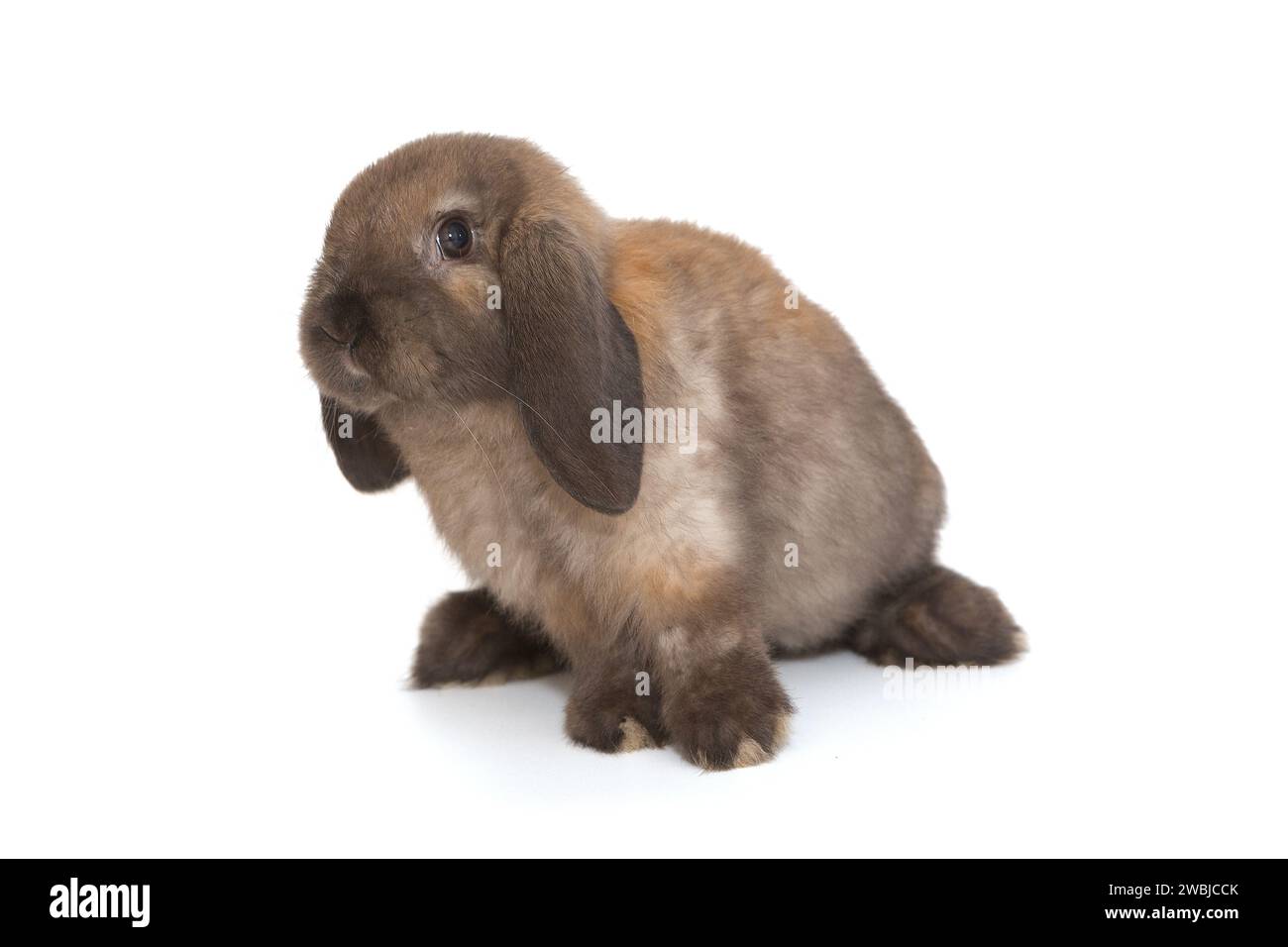Decorative, little fold rabbit of brown color, breed ram, isolated on a ...