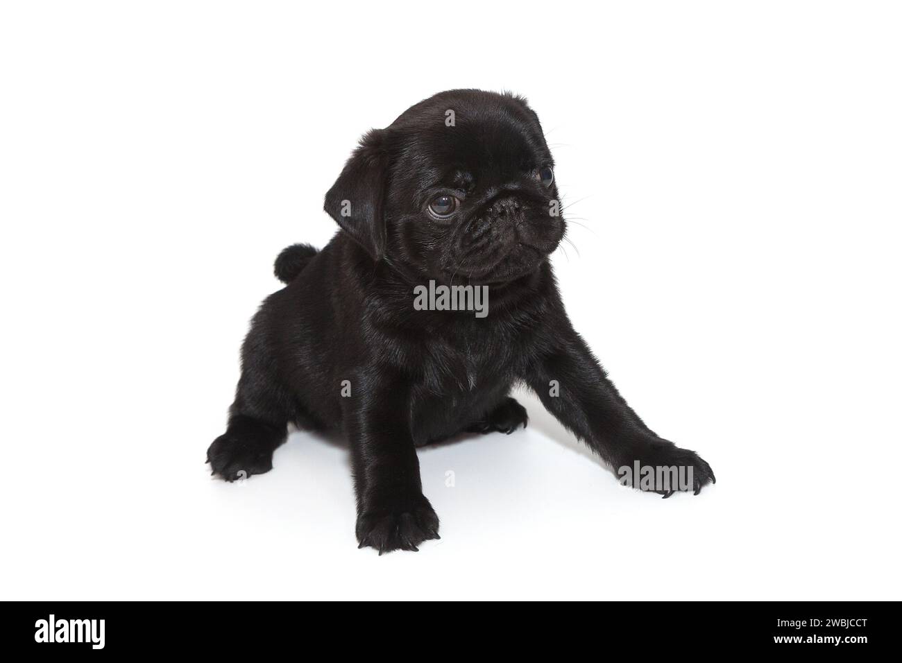 Beautiful old half breed dog hi-res stock photography and images - Alamy