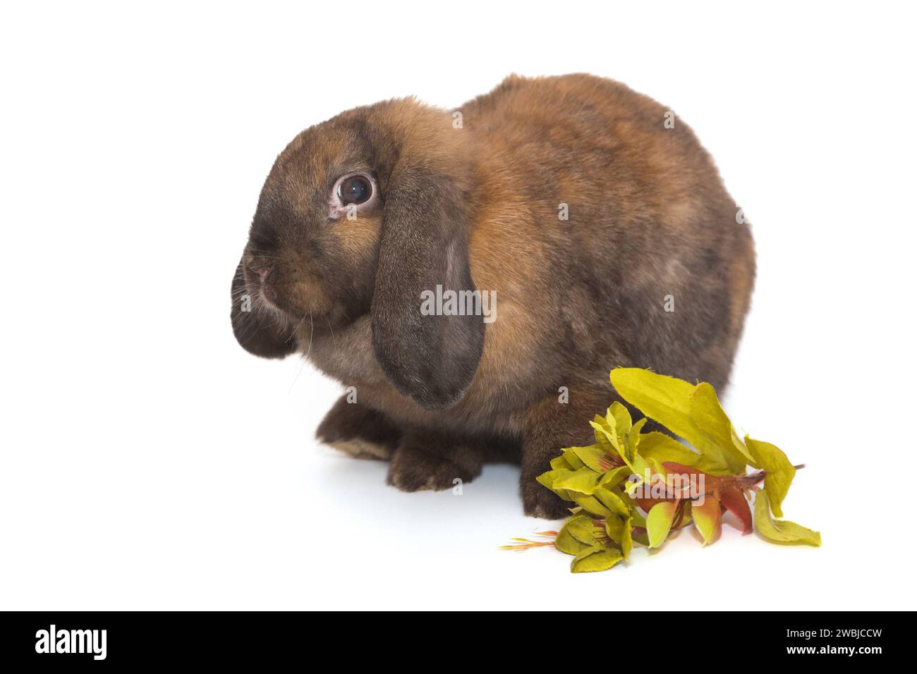 Decorative, small lop-eared rabbit with a green branch, on a white ...