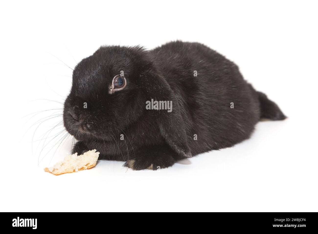 Black rabbit and a crust of bread, isolated on a white background Stock ...