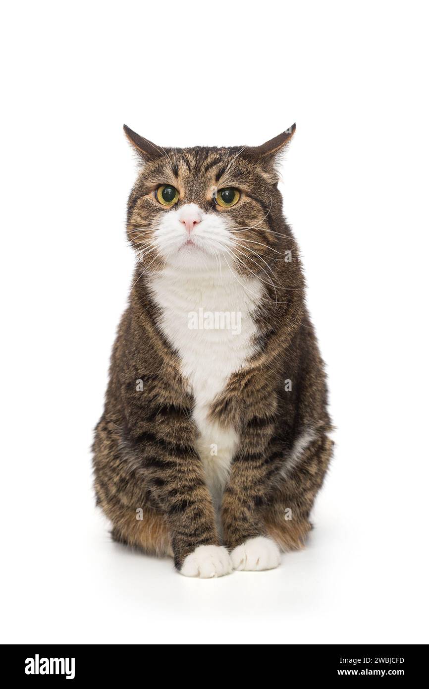 Grey, striped cat stares intently, isolated on a white background Stock ...