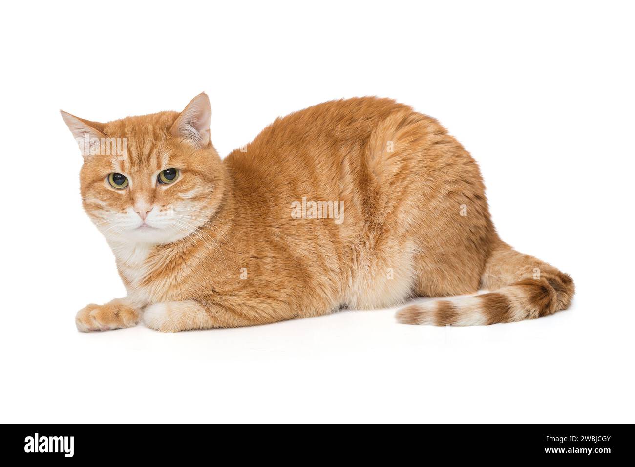 Beautiful red cat sits sideways and looks into the camera, isolated on ...