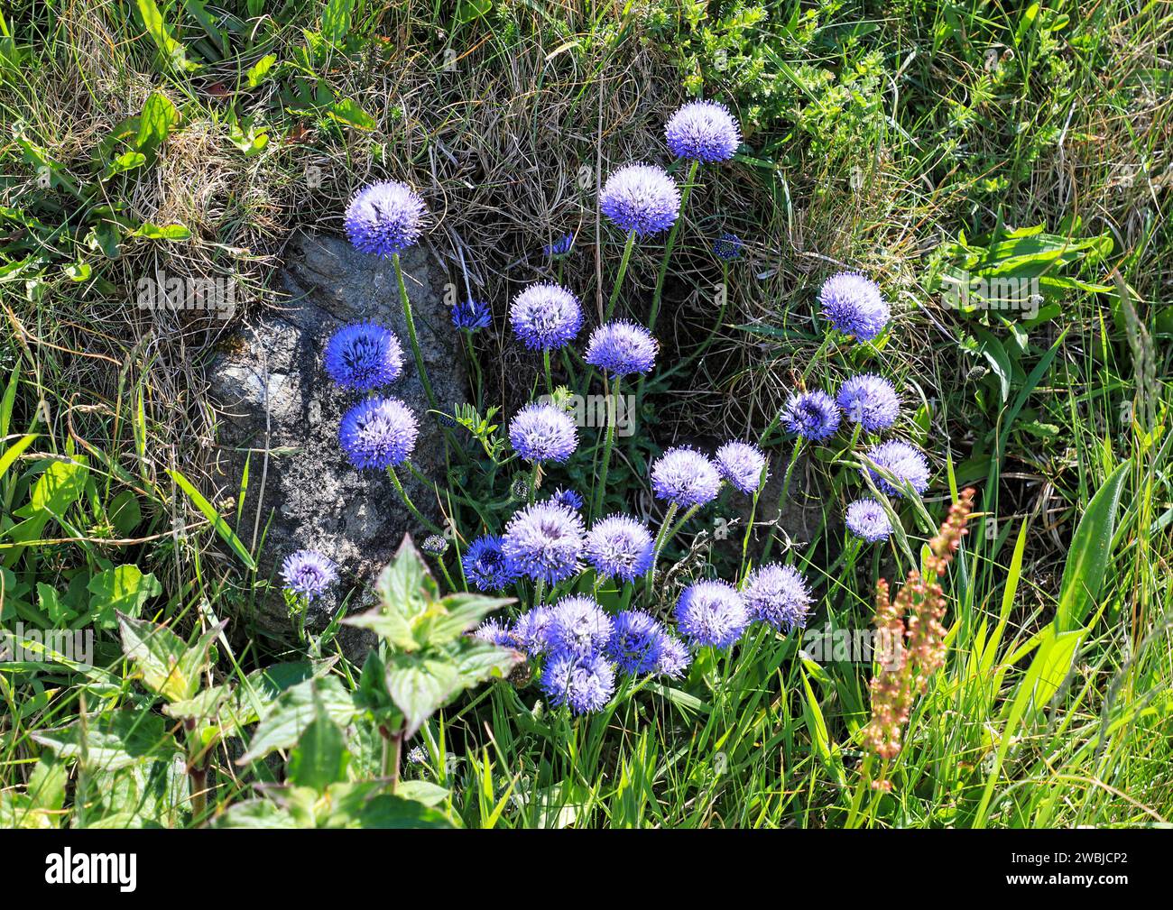 A clump of wild Sheepsbit Scabious (Jasione montana) flowers, Cornwall ...