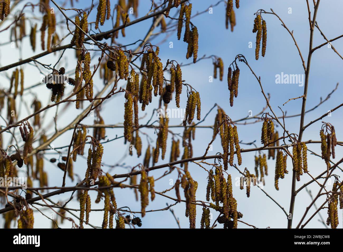 Small branch of black alder Alnus glutinosa with male catkins and ...