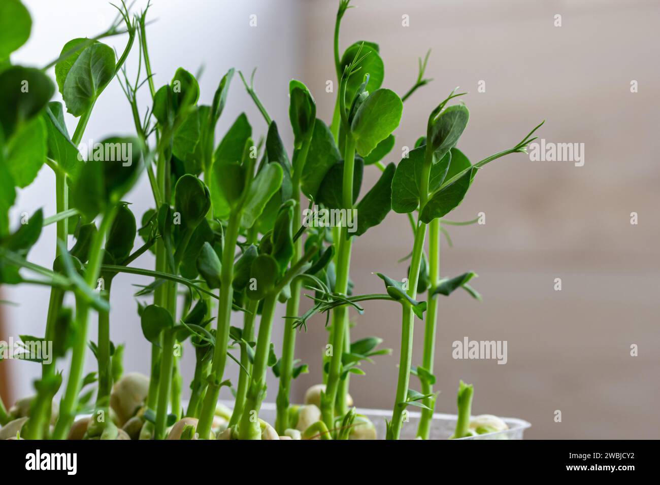 Micro green of peas macro shot. Fresh micro greens growing peas sprouts ...