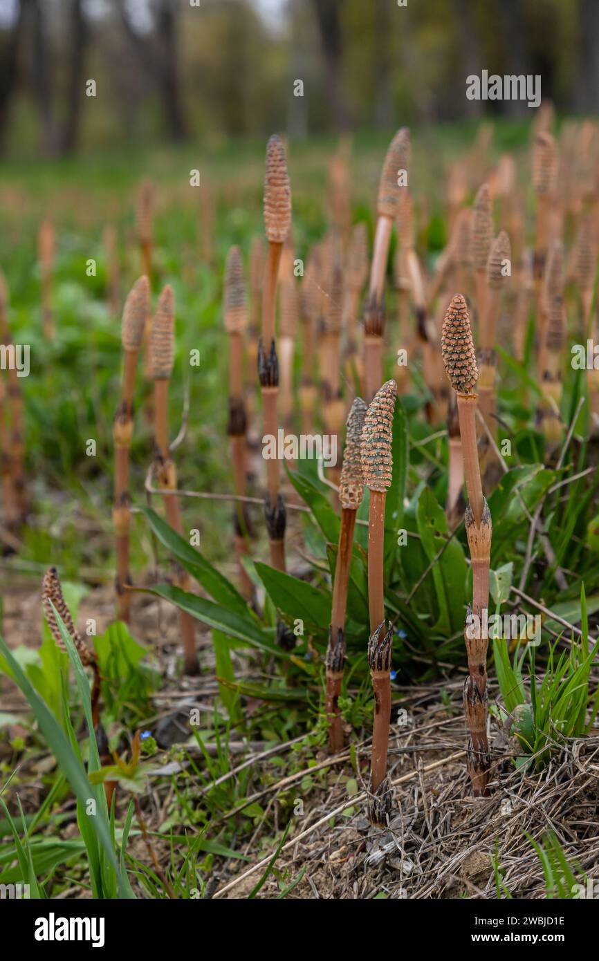 Equisetum arvense, the field horsetail or common horsetail, is an ...