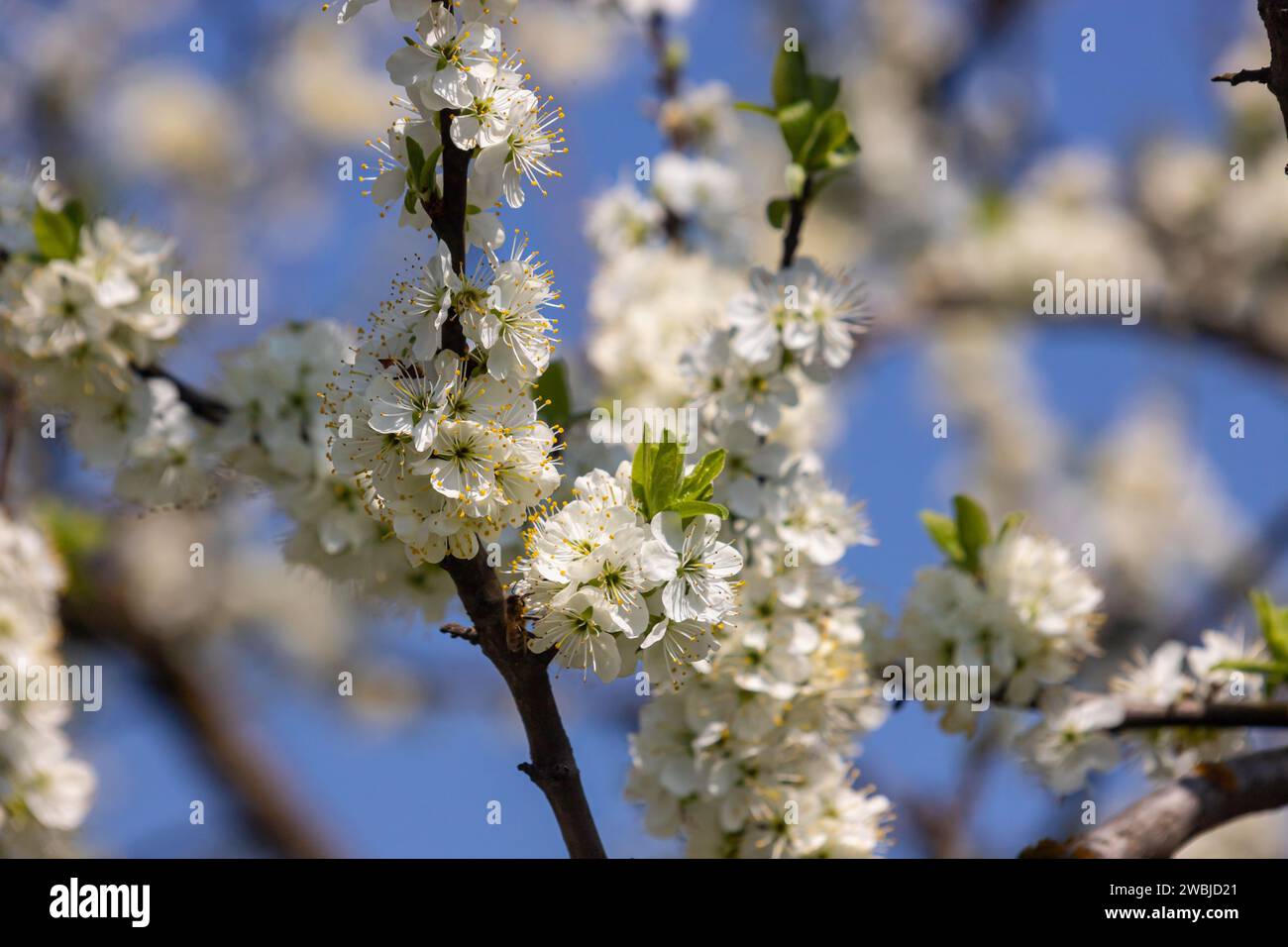 Selective focus of beautiful branches of plum blossoms on the tree ...