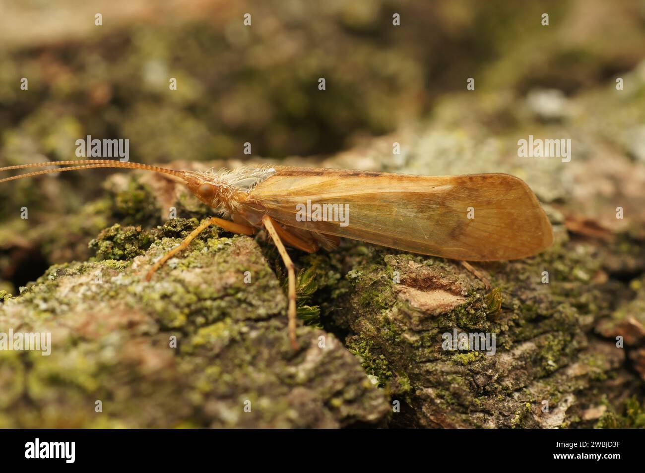 Natural closeup on a very pale species, greasy looking Trichoptera ...