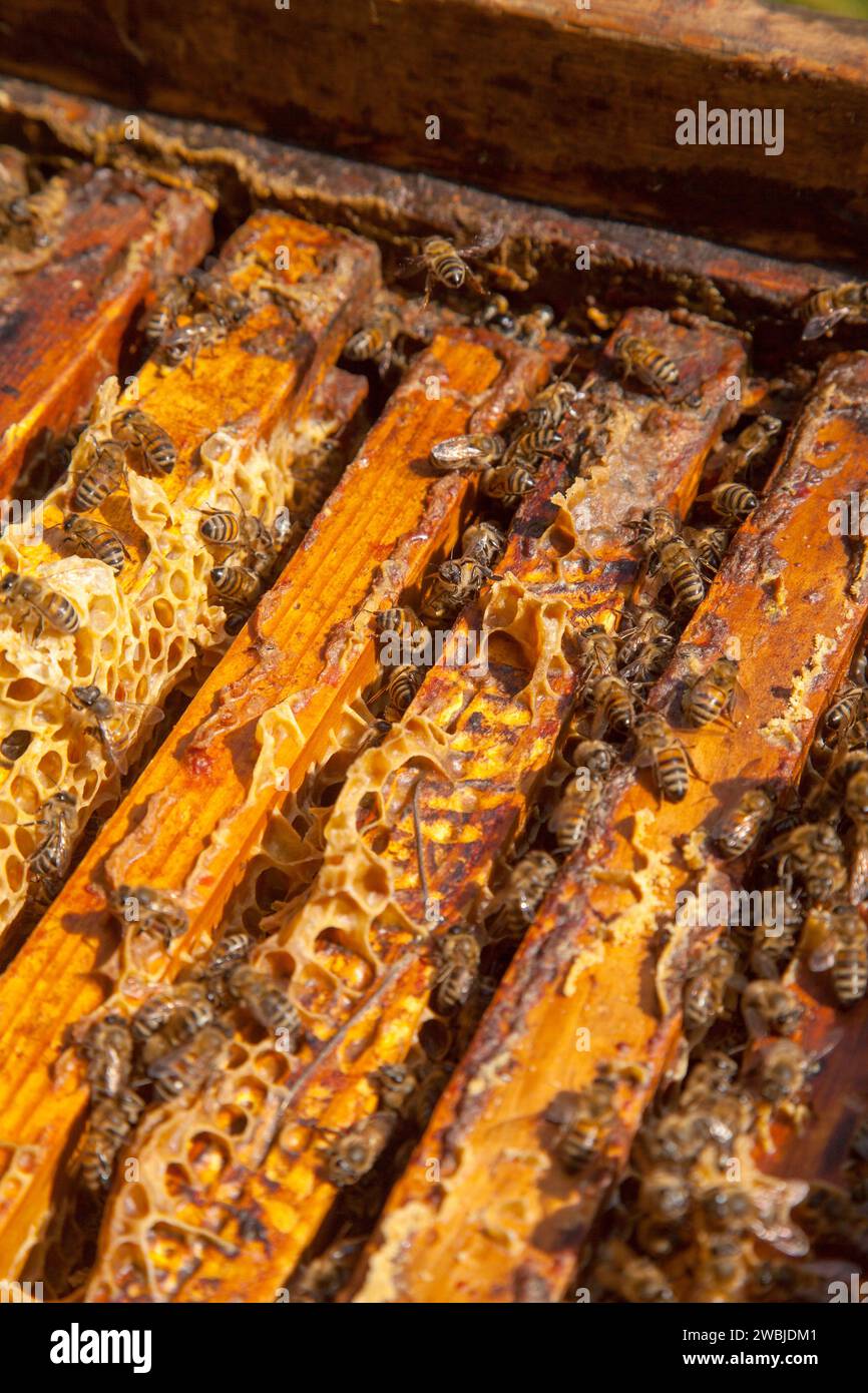 Frames of a beehive. Close up view of the opened hive body showing the ...