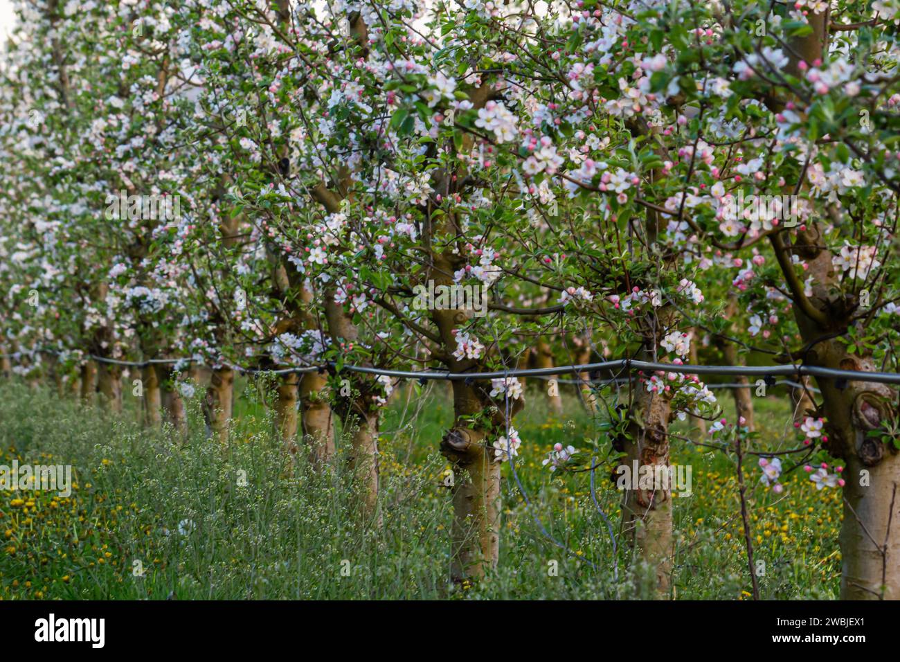 apple trees in the spring in the orchard, young apple trees on a ...