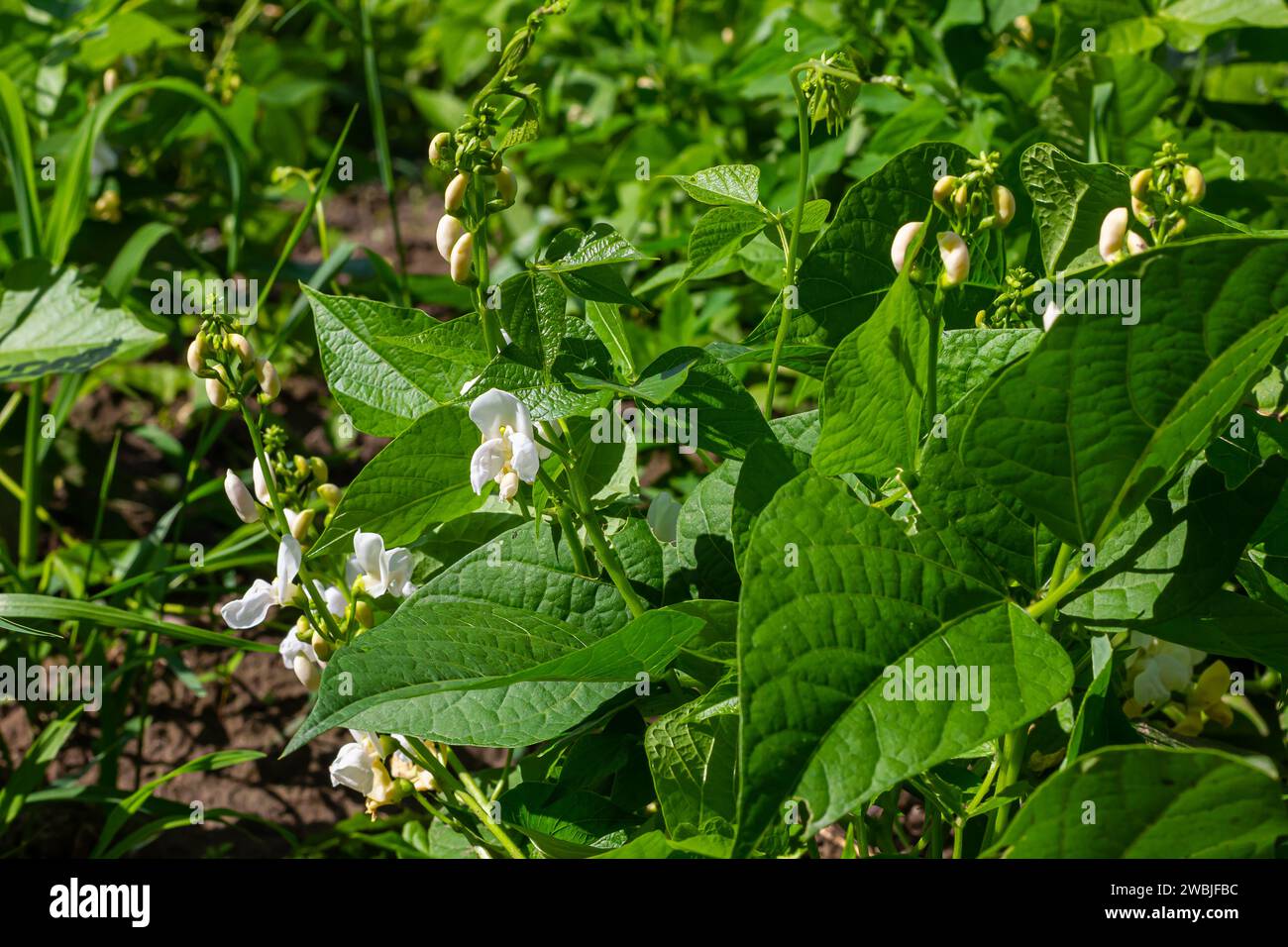 Plants of the kidney bean with flowers and young ripening pods on a ...