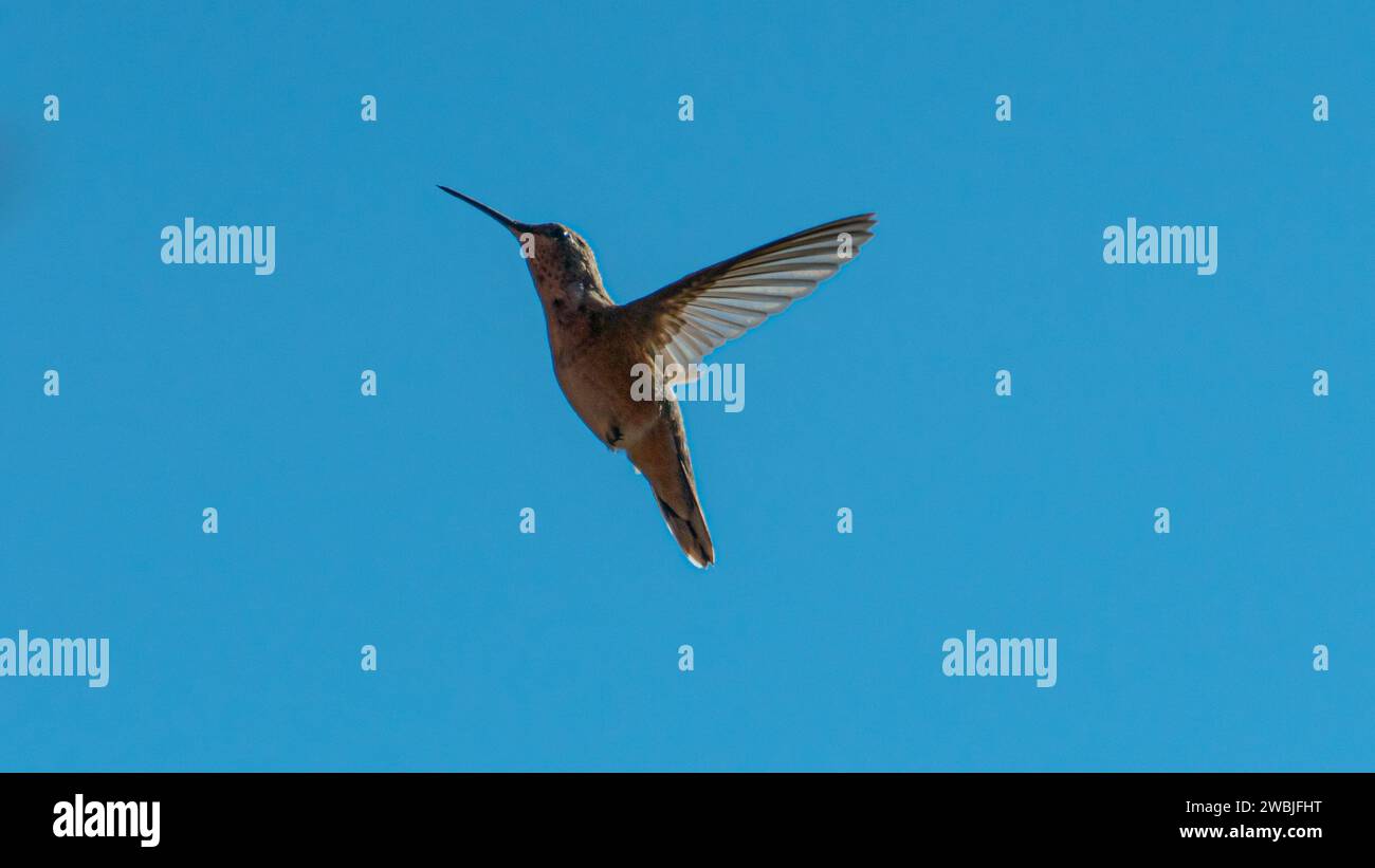 A closeup of a hummingbird flying in a clear blue sky Stock Photo - Alamy