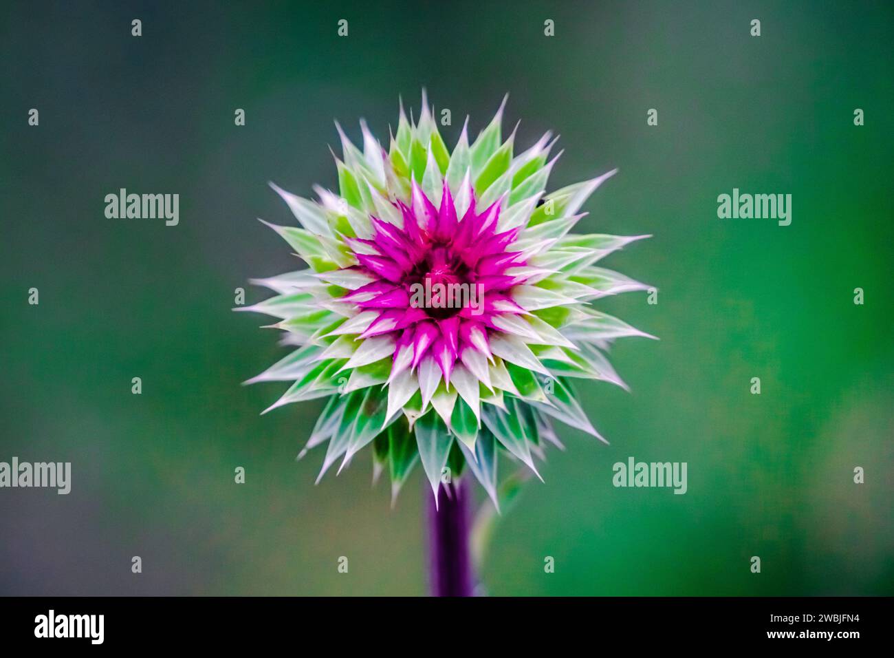 Vibrant edges hi-res stock photography and images - Alamy