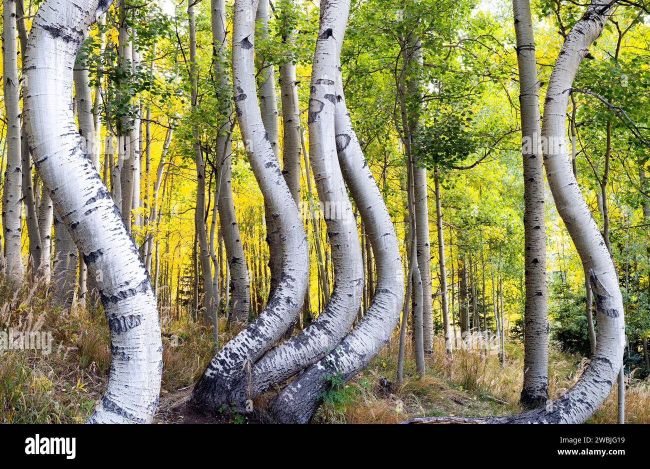 Crooked forest hi-res stock photography and images - Alamy