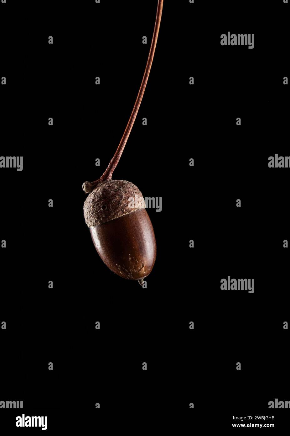 Acorn texture hi-res stock photography and images - Alamy