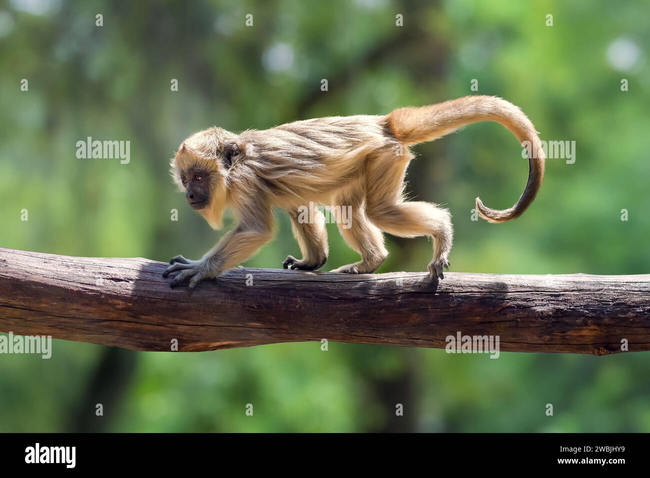 Baby Black Howler Monkey (Alouatta caraya Stock Photo - Alamy