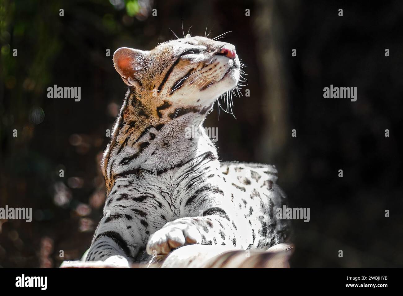 Ocelot (Leopardus pardalis) - medium-sized spotted feline Stock Photo ...