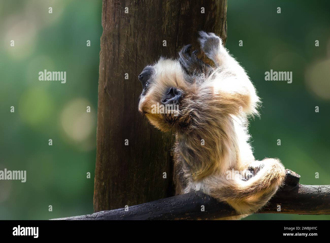 Baby Black Howler Monkey (Alouatta caraya Stock Photo - Alamy