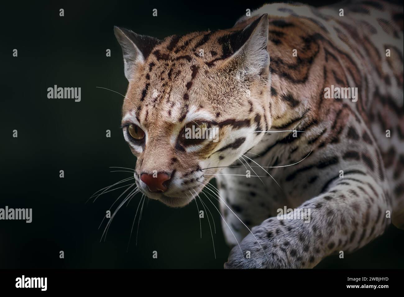 Ocelot (Leopardus pardalis) - medium-sized spotted feline Stock Photo ...