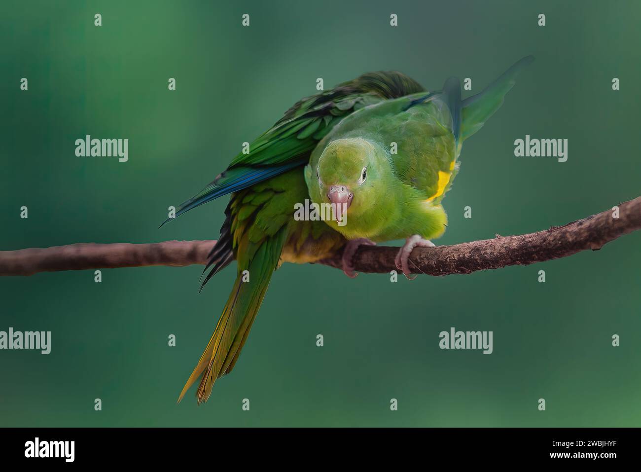 Yellow-chevroned Parakeet bird (Brotogeris chiriri Stock Photo - Alamy