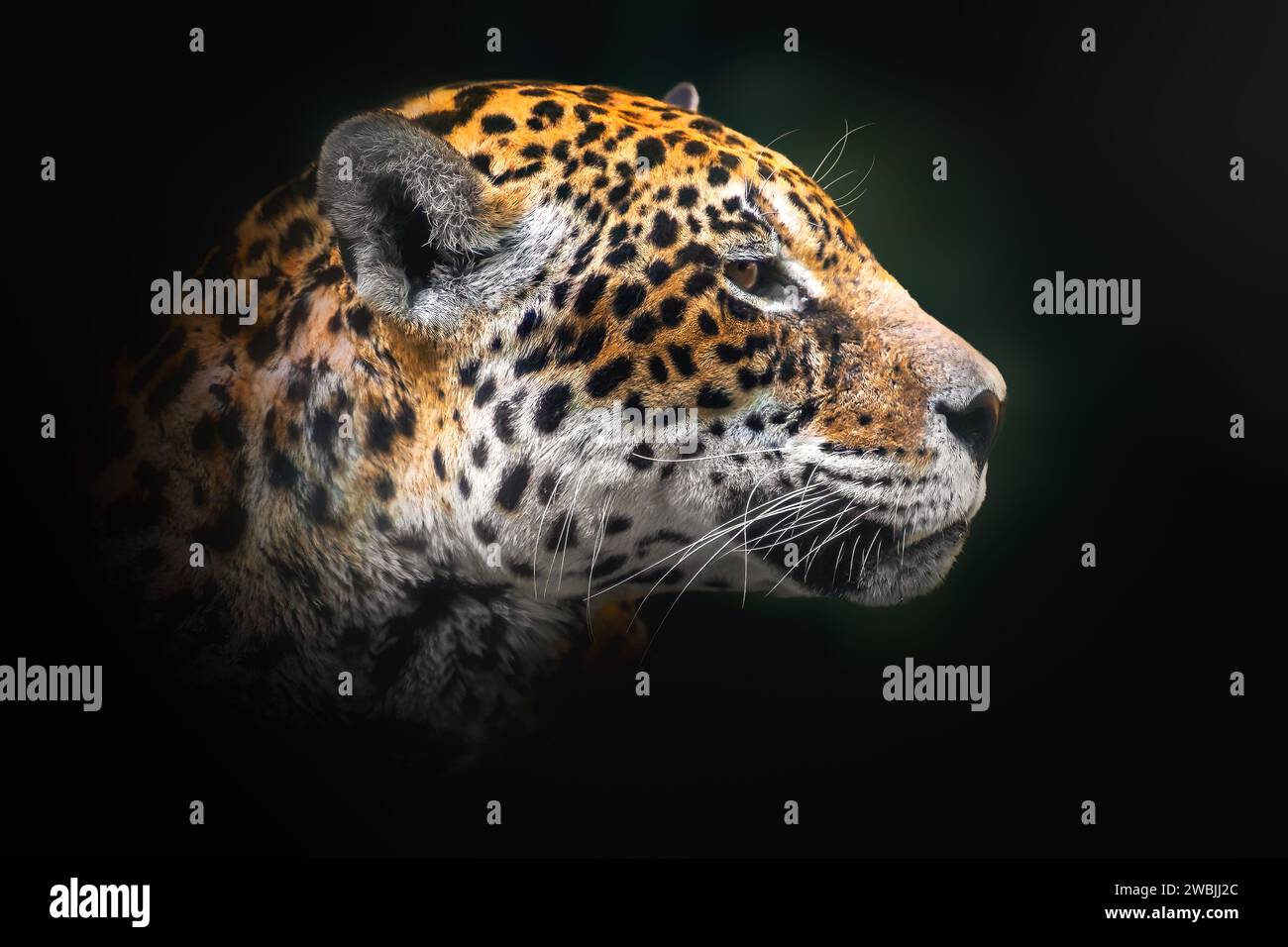 Jaguar panthera onca head hi-res stock photography and images - Alamy