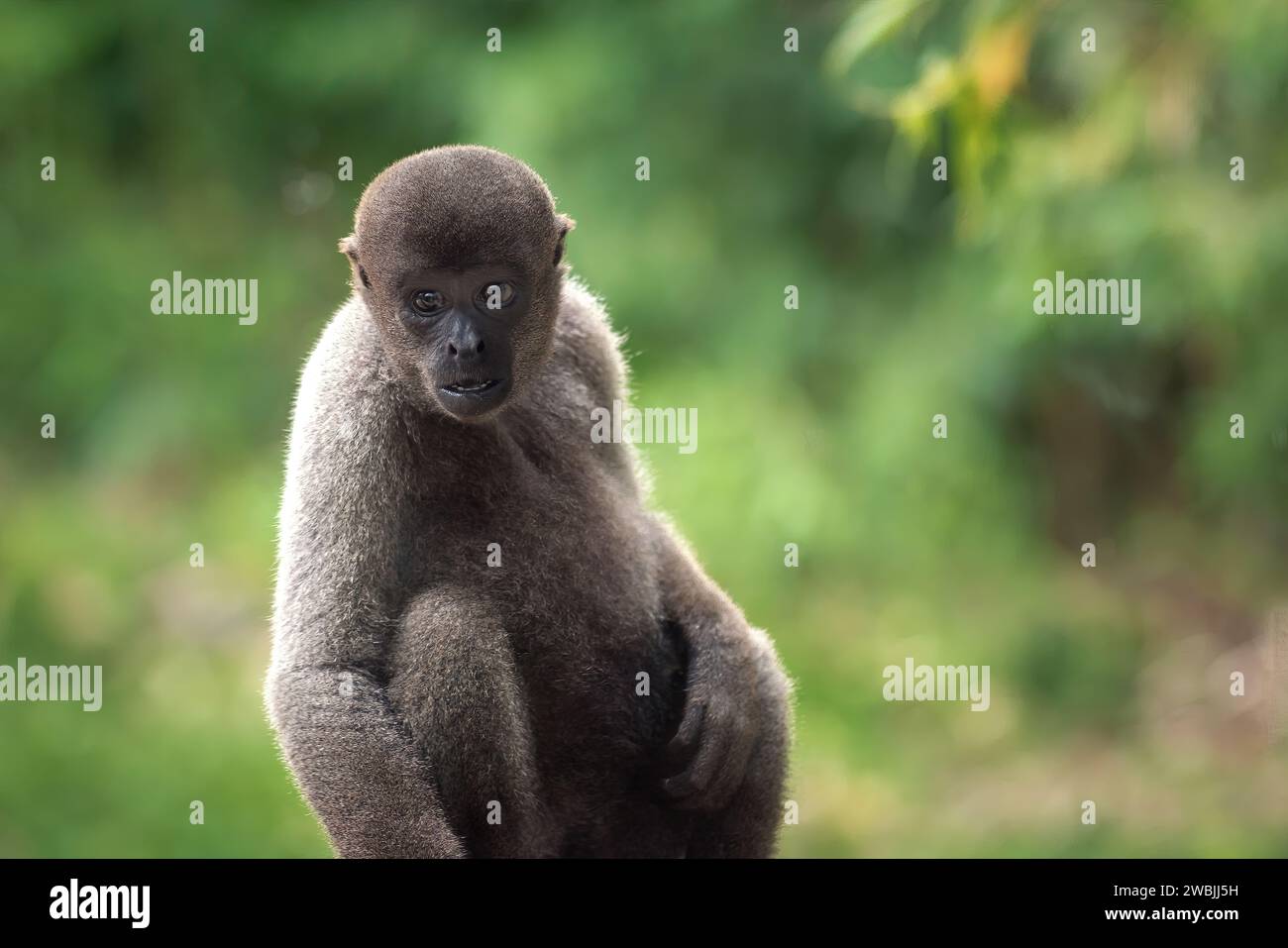 Young Gray Woolly Monkey (Lagothrix cana Stock Photo - Alamy