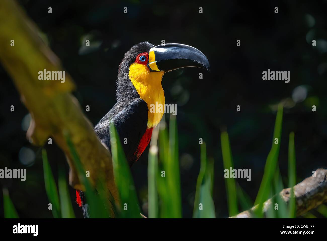 Channel-billed Toucan (Ramphastos vitellinus ariel) - Ariel Toucan ...