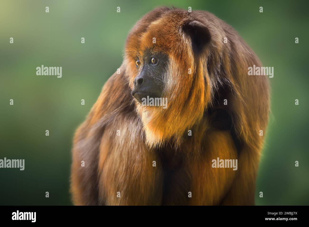 Female Baby Black Howler Monkey (Alouatta caraya Stock Photo - Alamy
