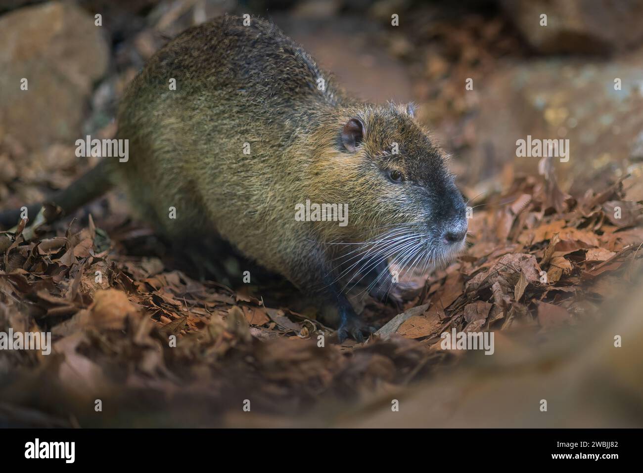 Coypu (Myocastor coypus) or Nutria - South American Rodent Stock Photo ...