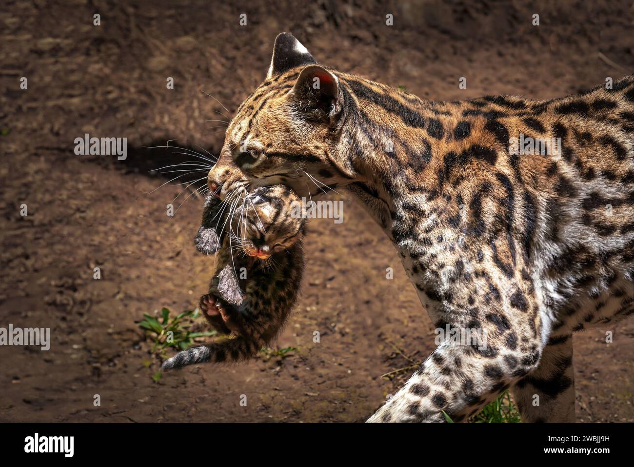 Mother Ocelot Carrying Baby on its mouth (Leopardus pardalis Stock Photo - Alamy